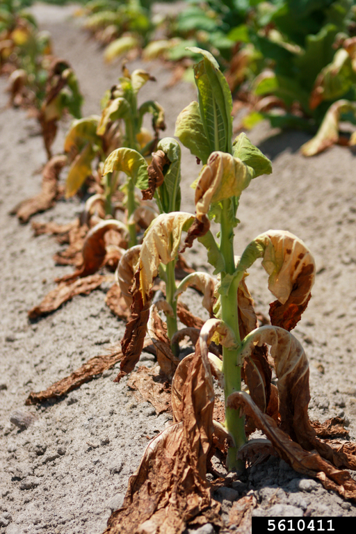 Phytophthora blight (Phytophthora nicotianae Breda de Haan)