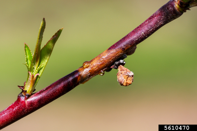 brown rot (Monilinia fructicola)