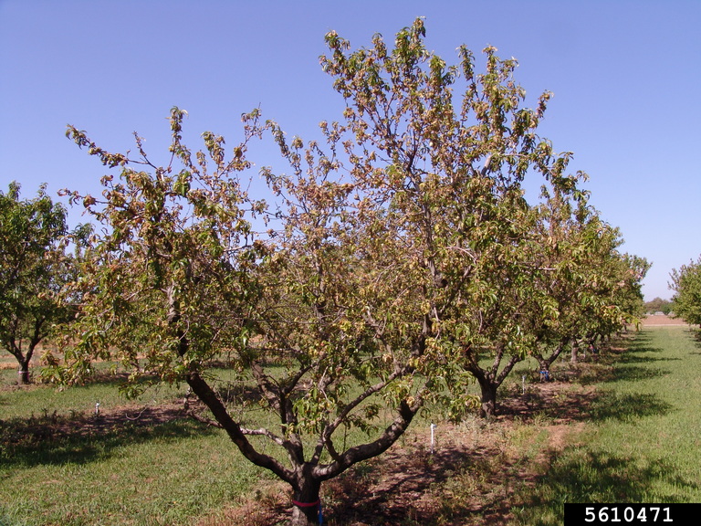 peach leaf curl (Taphrina deformans (Berk.) Tul.)