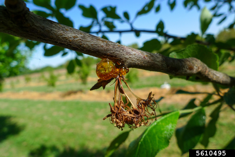brown rot (Monilinia fructicola (G. Wint.) Honey)