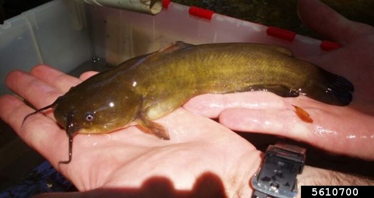 yellow bullhead (Ameiurus natalis (Lesueur, 1819))