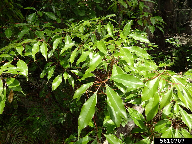 camphortree (Cinnamomum camphora (L.) J. Presl)