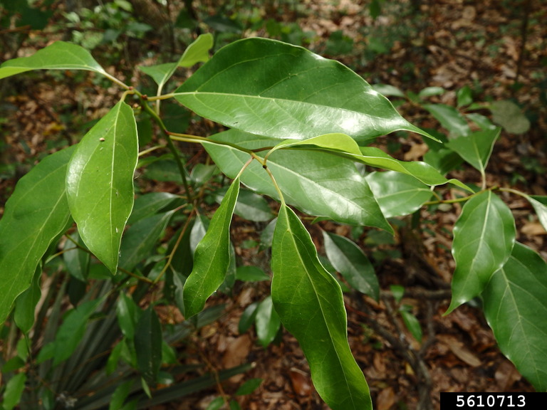 camphortree (Cinnamomum camphora)