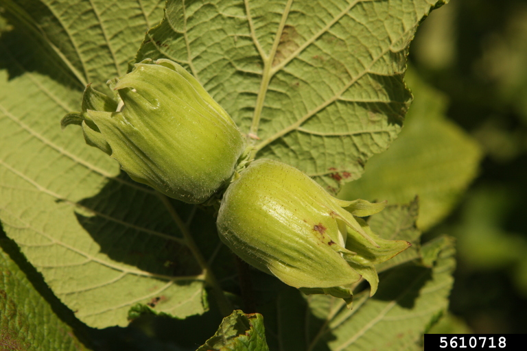 common filbert (Corylus avellana L.)