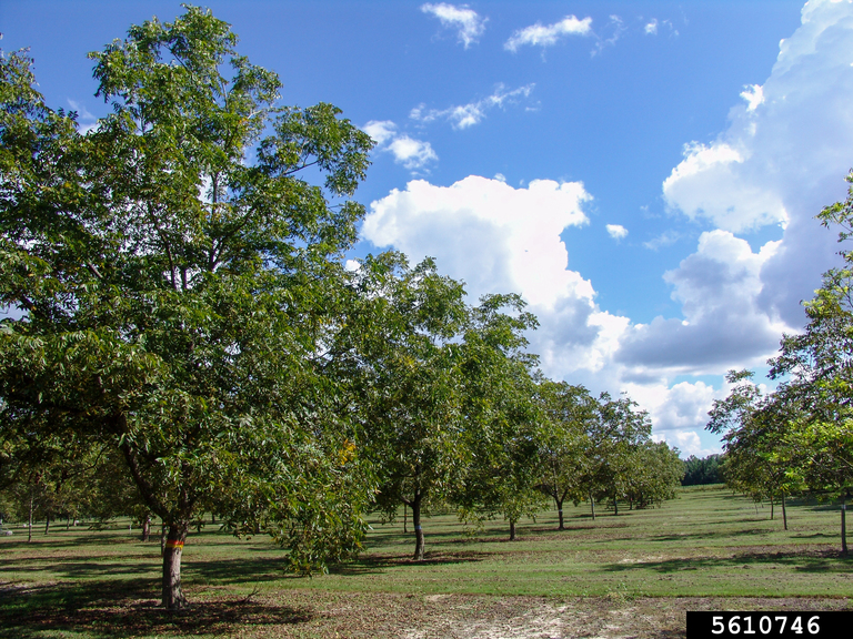 pecan (Carya illinoinensis (Wangenh.) K. Koch)