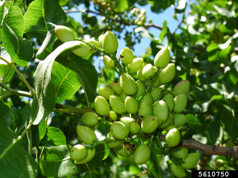 American pistachio (Pistacia mexicana)