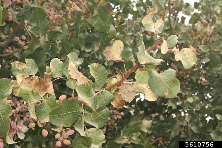 brown spot (Alternaria alternata (Fr.) Keissl.)