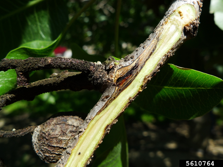 Botryosphaeria canker, white rot (Botryosphaeria dothidea)