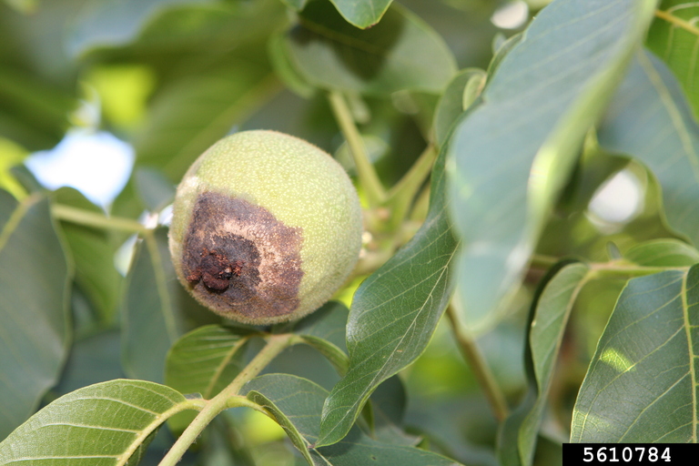 walnut blight (Xanthomonas arboricola pv. juglandis)