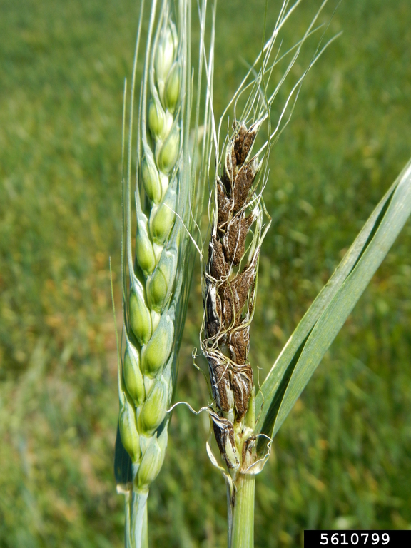 loose smut of wheat or barley (Ustilago tritici (Pers.) Rostr.)