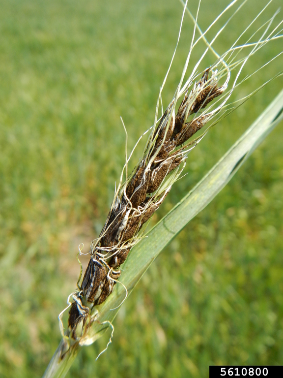 loose smut of wheat or barley (Ustilago tritici (Pers.) Rostr.)