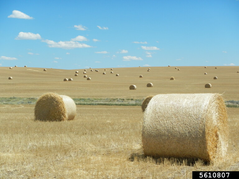 common wheat (Triticum aestivum)