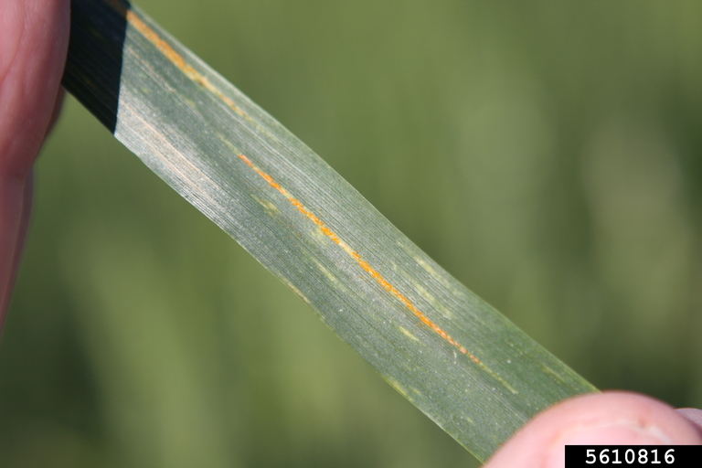 stripe rust (Puccinia striiformis)