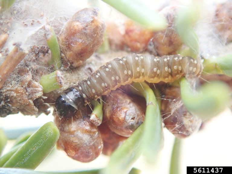 spruce budworm (Choristoneura fumiferana (Clemens, 1865))