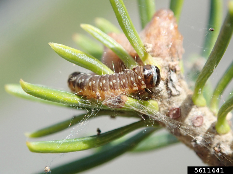 spruce budworm (Choristoneura fumiferana)