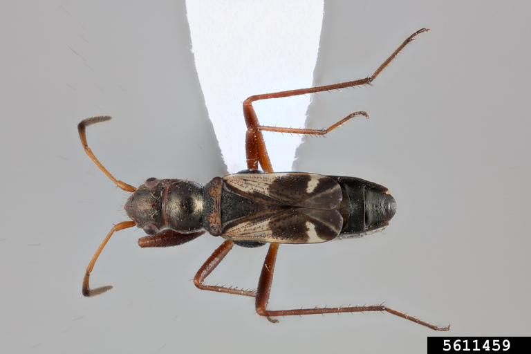 dirt-colored seed bugs (Slaterobius insignis (Uhler, 1872))