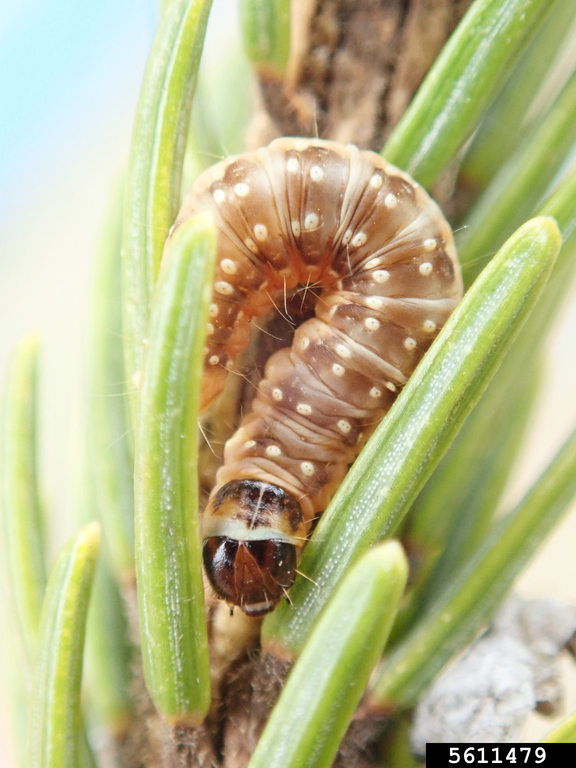 spruce budworm (Choristoneura fumiferana (Clemens))