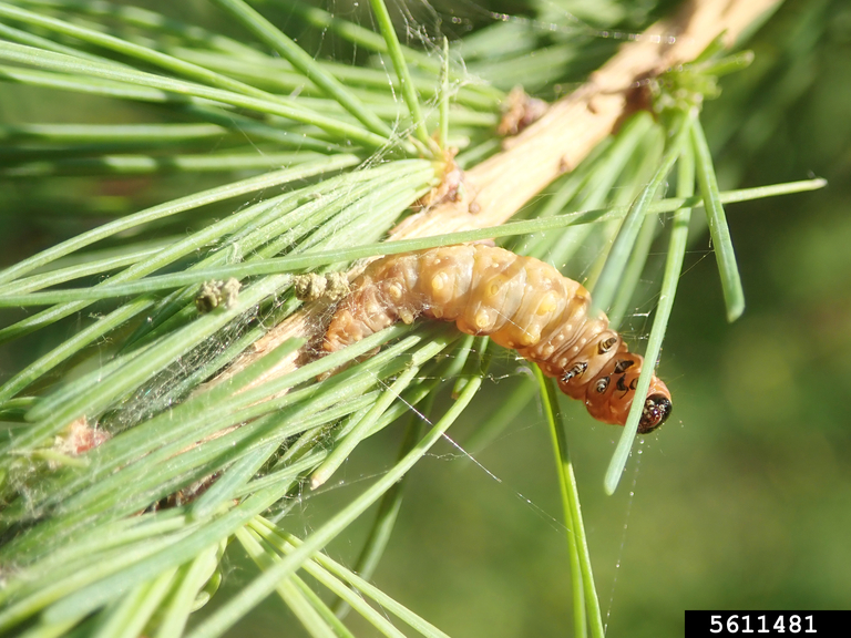 spruce budworm (Choristoneura fumiferana (Clemens))