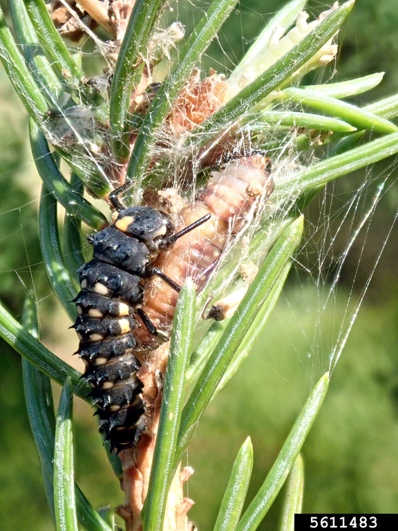 eye-spotted lady beetle (Anatis mali)
