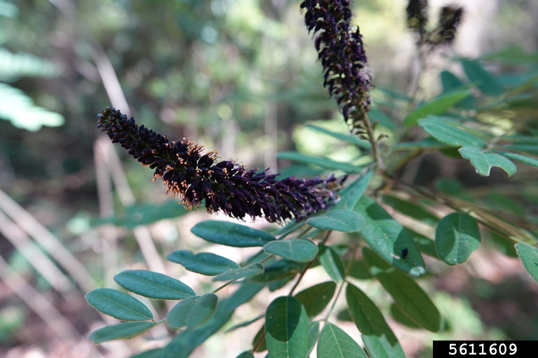 indigobush (Amorpha fruticosa L.)