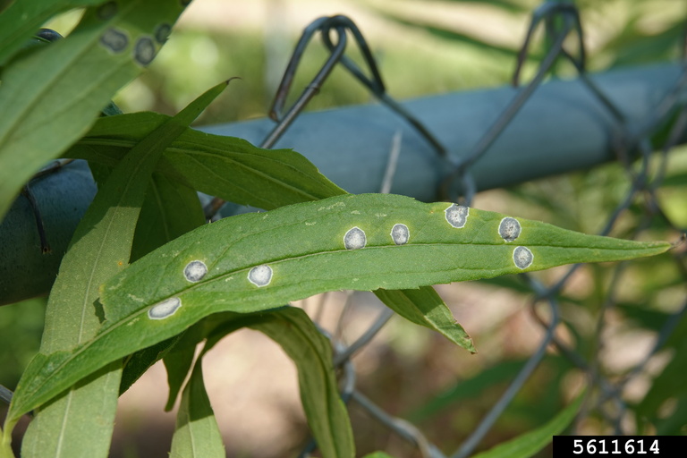 gall midge (Asteromyia carbonifera)