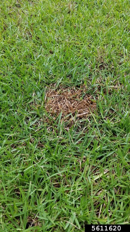 dog (domestic) (Canis lupus familiaris Linnaeus, 1758)