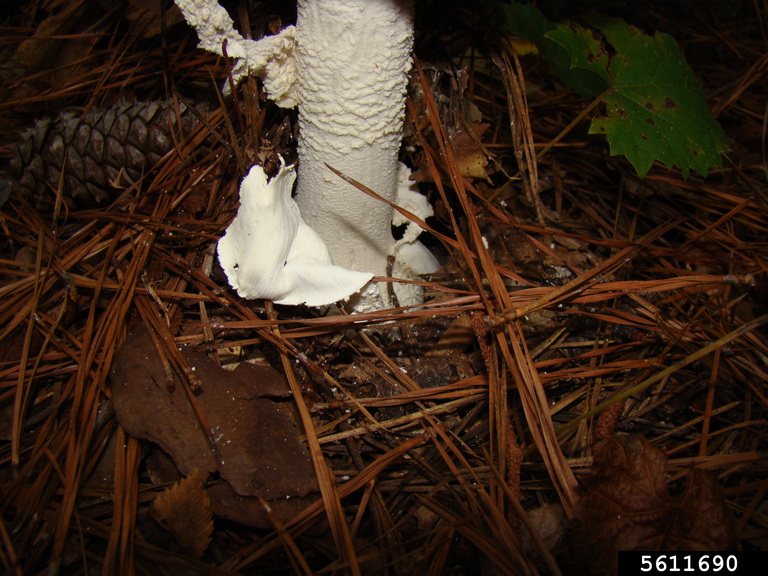 plateful of pyramids lepidella (Amanita polypyramis (Berk. & M.A ...