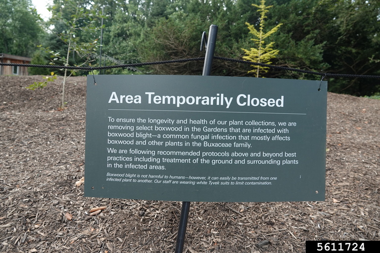 Boxwood blight (Calonectria pseudonaviculata (Crous, J.Z. Groenew. & C ...