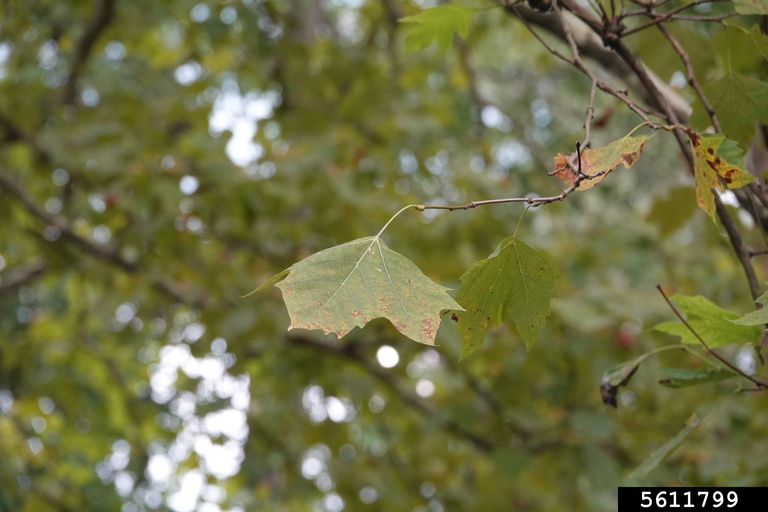 London planetree (Platanus hybrida Brot.)