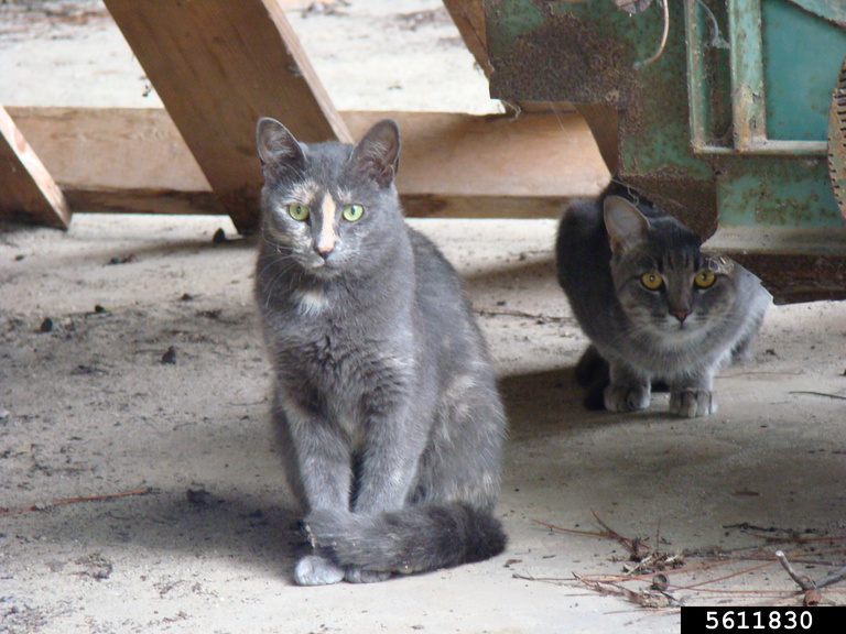 cat (feral) (Felis catus (feral type))
