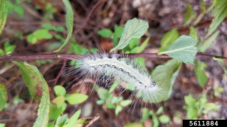 fall webworm (Hyphantria cunea (Drury, 1773))