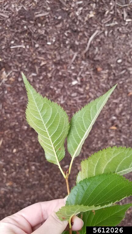 Japanese flowering cherry (Prunus serrulata Lindl.)