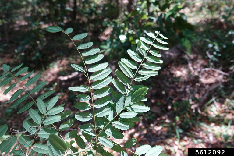 indigobush (Amorpha fruticosa L.)