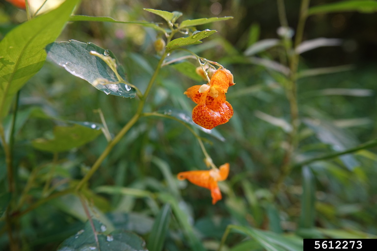 jewelweed (Impatiens capensis Meerb.)