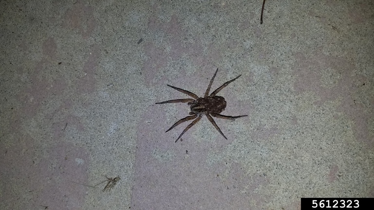wolf spiders (Family Lycosidae Sundevall, 1833)