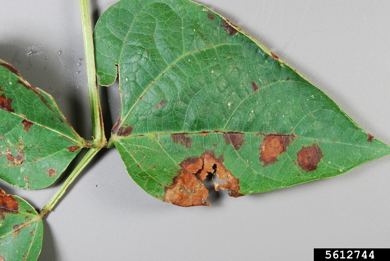 anthracnose (Colletotrichum truncatum (Schwein.) Andrus & W.D. Moore)