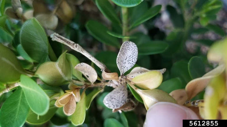 Dothiorella canker and wilt (Dothiorella candollei (Berk. & Broome) Petr.)