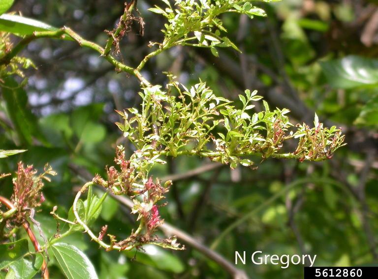 Rose rosette virus (RRV) (Emaravirus Rose rosette virus)