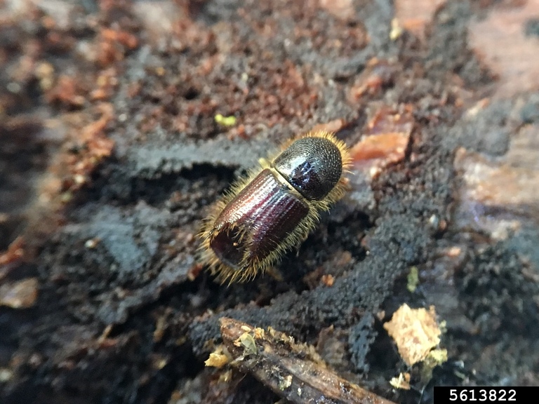 European spruce bark beetle (Ips typographus)