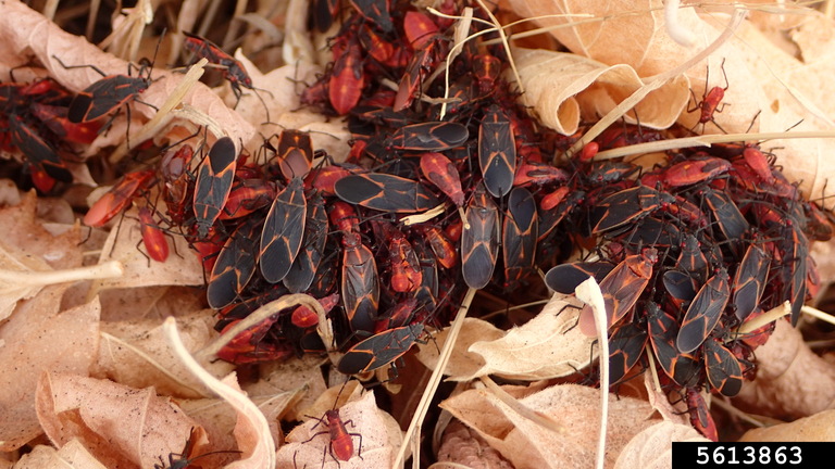 boxelder bug (Boisea trivittata)