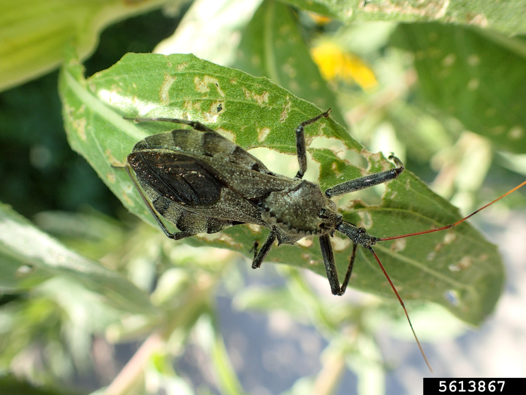 wheel bug (Arilus cristatus (Linnaeus))