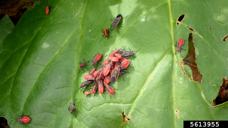 boxelder bug (Boisea trivittata)