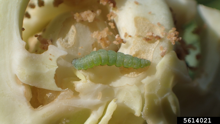 diamondback moth (Plutella xylostella (Linnaeus))