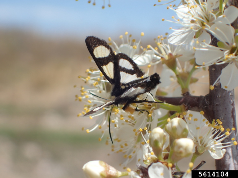 eightspotted forester (Alypia octomaculata (Fabricius))