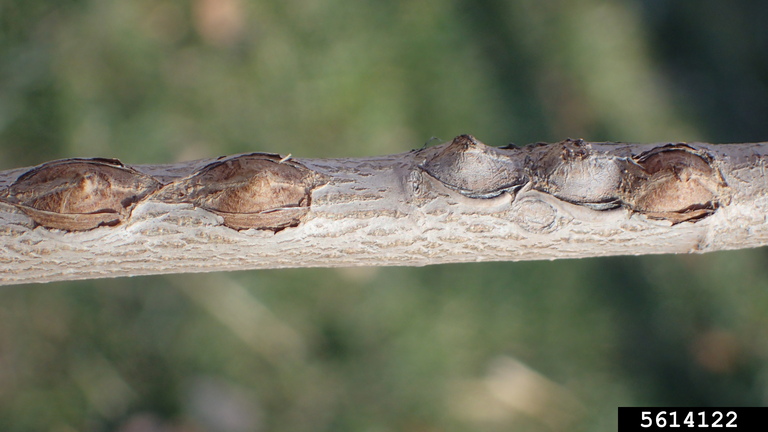 cicada (Platypedia putnami Uhler)