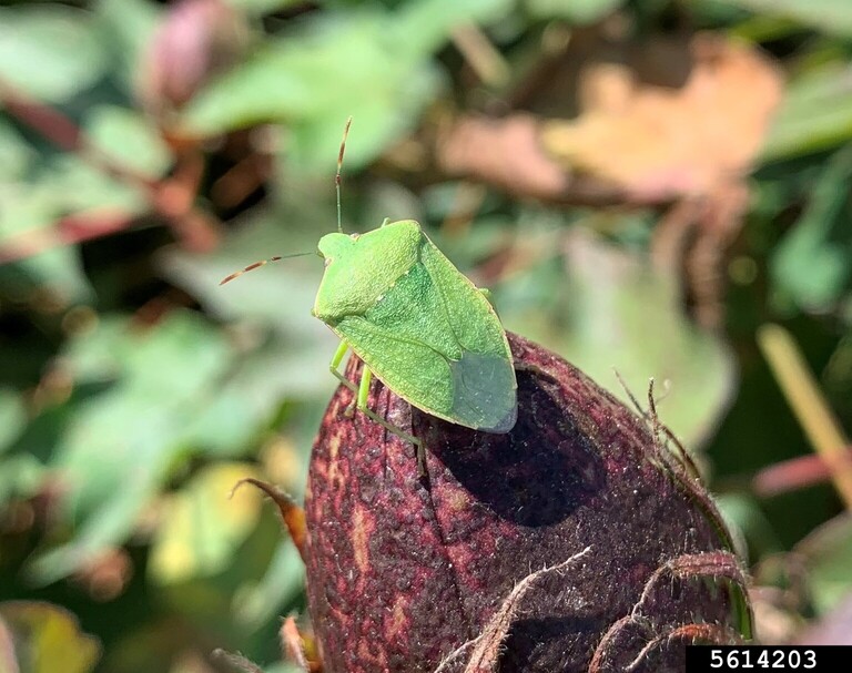 southern green stink bug (Nezara viridula (Linnaeus))