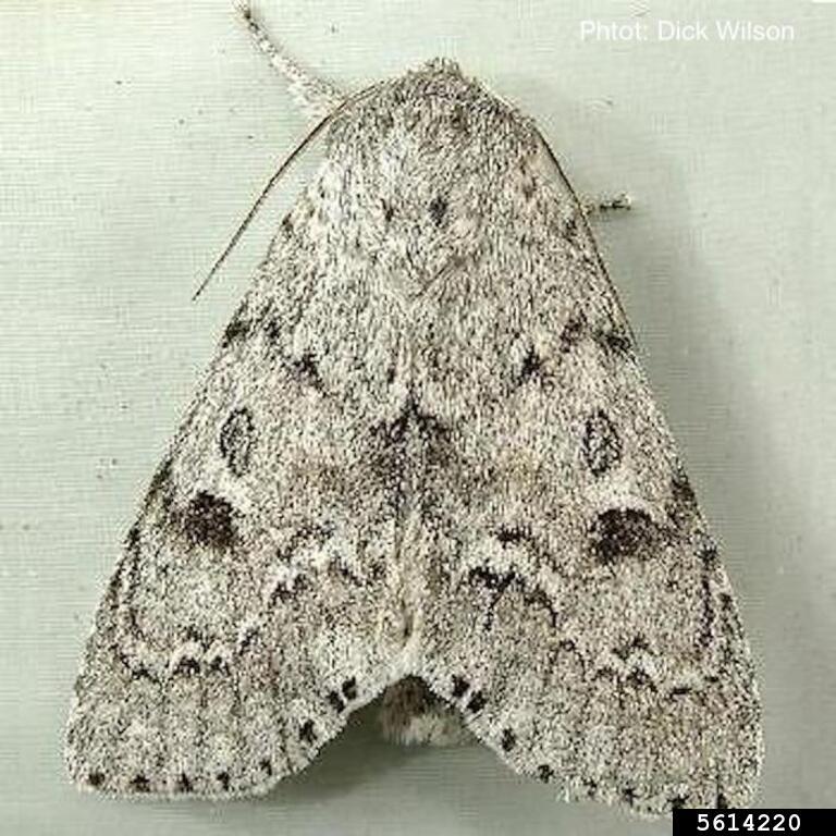 large gray dagger moth (Acronicta insita Walker, 1856)