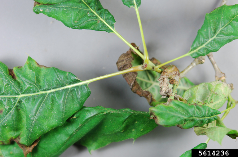sycamore anthracnose (Apiognomonia veneta)