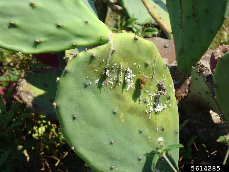 cactus moth (Cactoblastis cactorum)