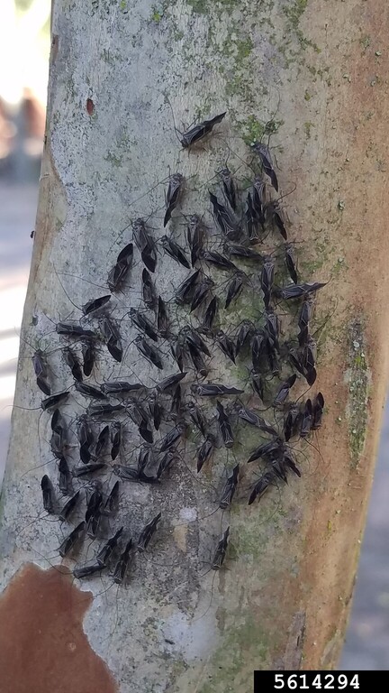 bark lice (Cerastipsocus venosus (Burmeister, 1839))